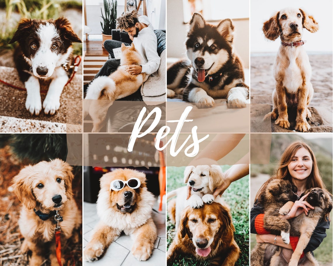 7 Dog Blogger Pets Instagram Mobile Lightroom Presets, Dog Photo ...