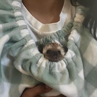 Critter Cuddler™ Small Animal Bonding Sling Pet Carrier | Handsfree ...