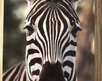 Zebra Postcard - Etsy