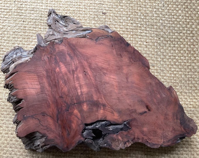 Redwood Burl Live Edge Display Slab 17.5”x11”x2.5” Slightly Dampened ...