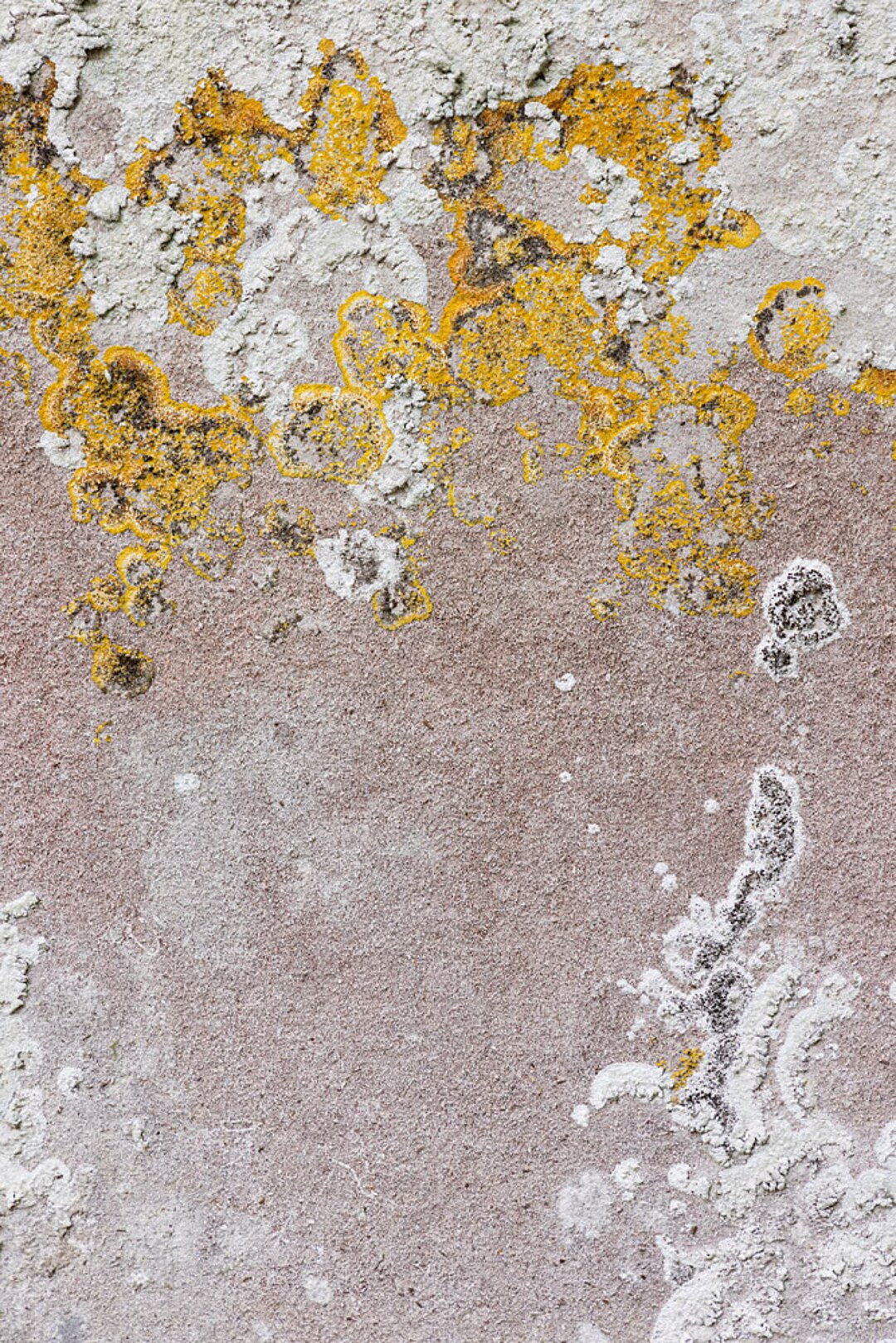 Photograph of a Natural Stone Texture With Lichen. High Resolution ...