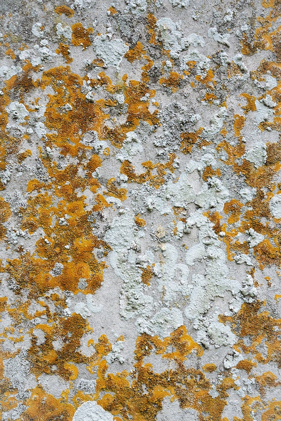 Photograph of a Natural Stone Texture With Lichen. High | Etsy