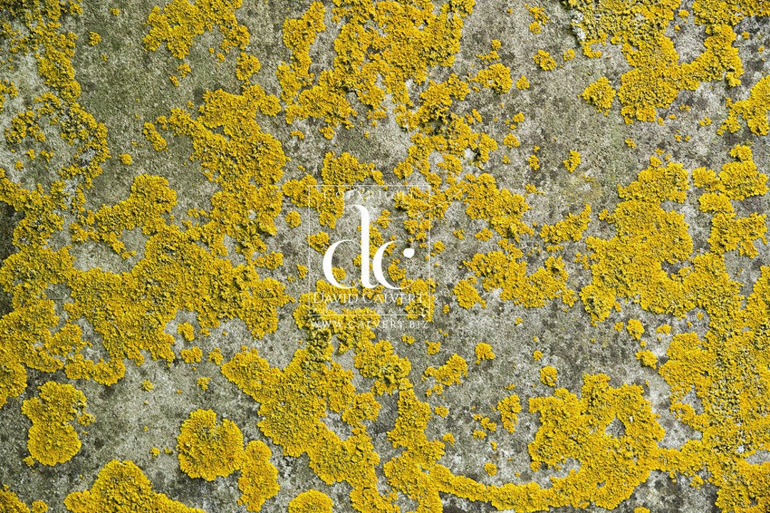 Photograph of a Natural Stone Texture With Lichen. High Resolution ...