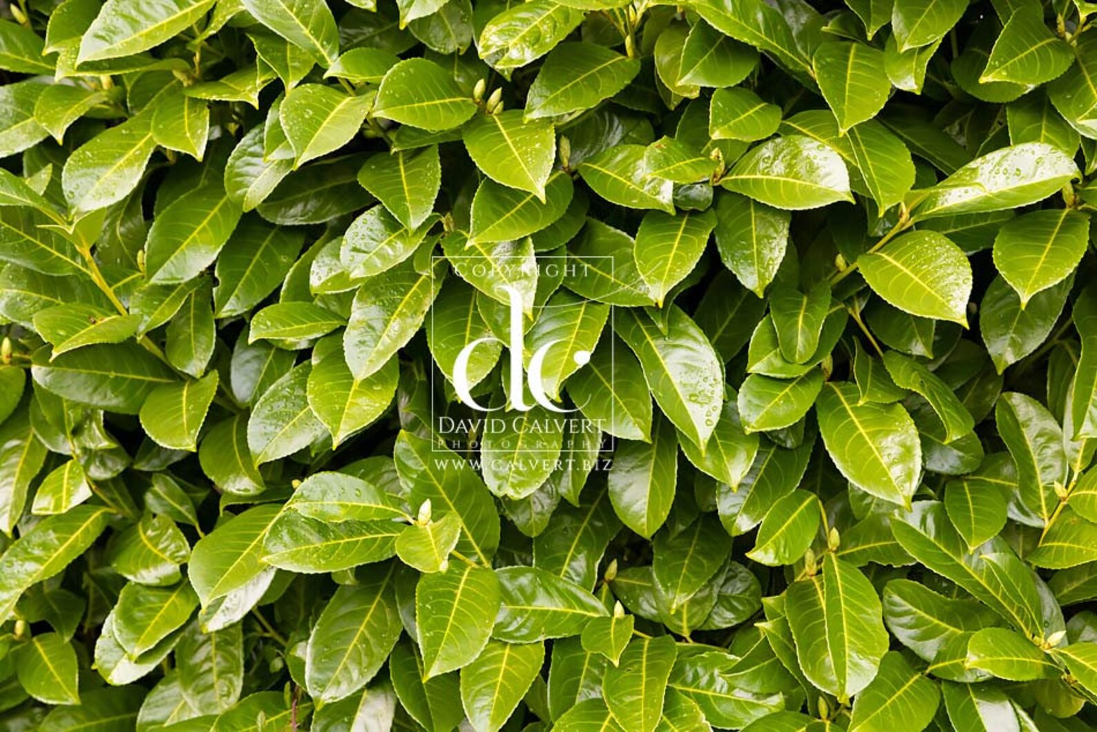 Hojas de seto de laurel. Superposición de Photoshop, fondo fotográfico ...