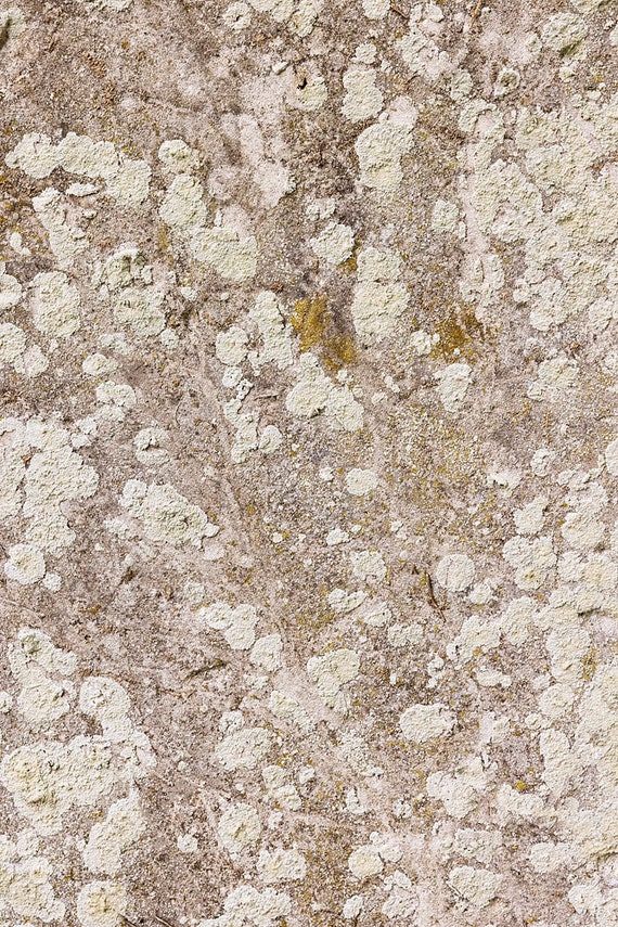 Photograph of a Natural Stone Texture With Lichen. High | Etsy