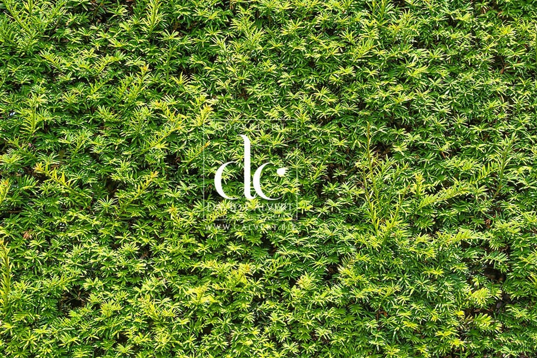 Yew Hedge. Photoshop Overlay. High Resolution Digital Background to ...