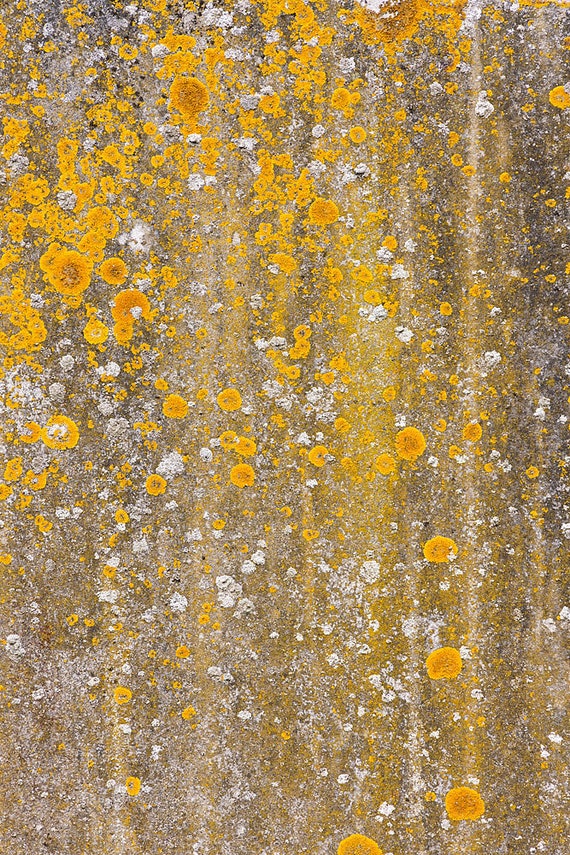 Photograph of a Natural Stone Texture With Lichen. High - Etsy