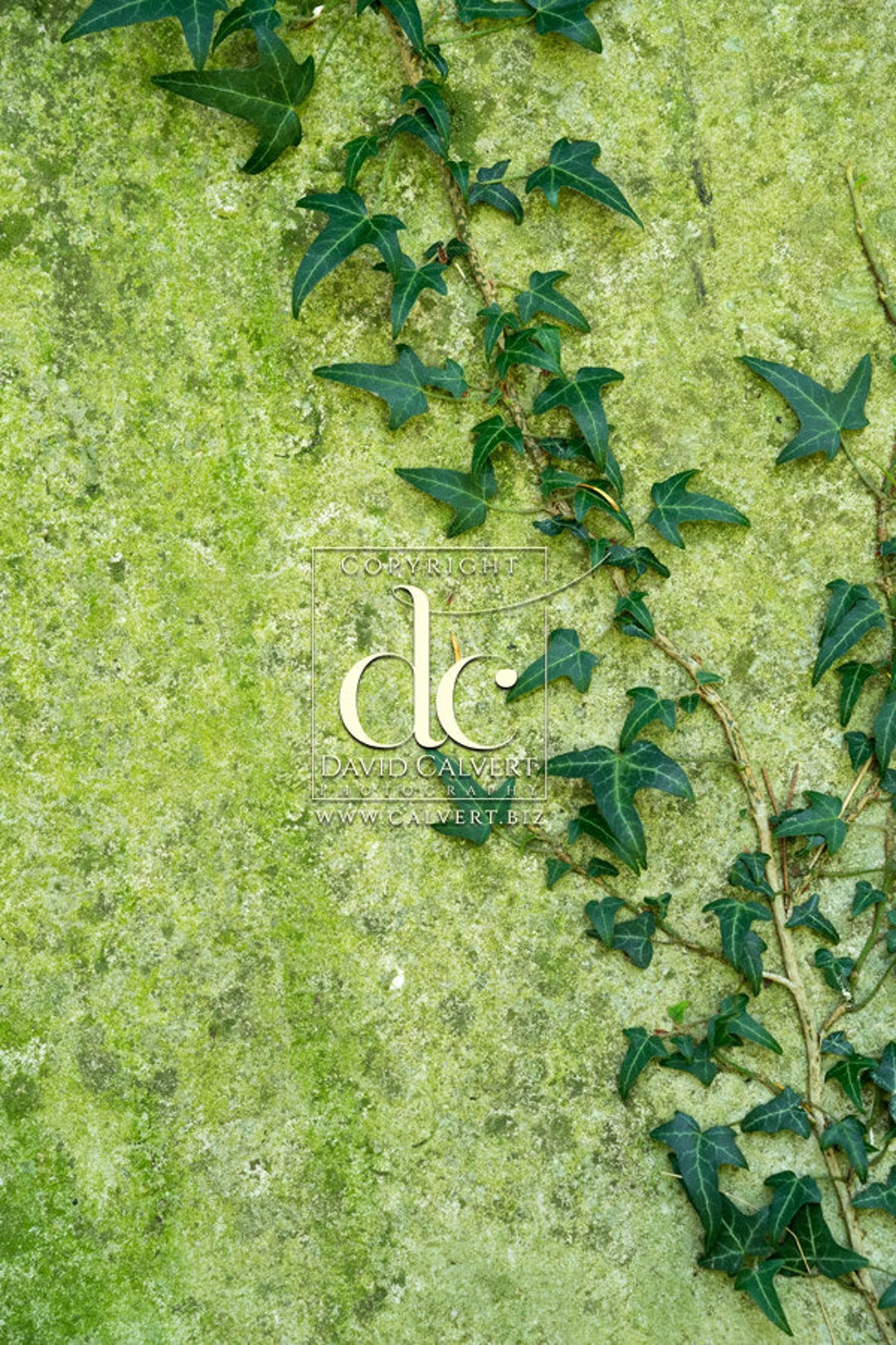 Natural Stone Texture With a Strand of Ivy. High Resolution Digital ...