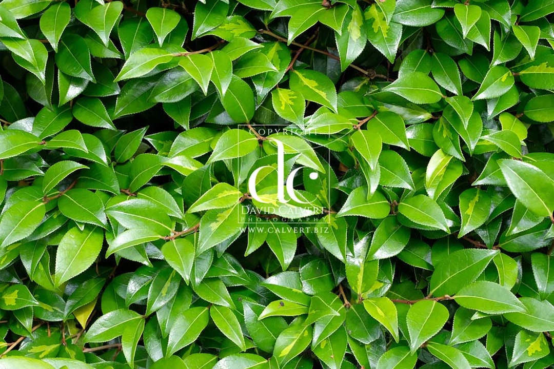 Green Hedge Leaves. Photoshop Overlay, Photo Background DOWNLOAD - Etsy