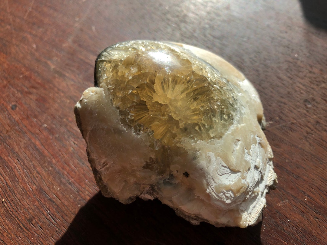Honey Calcite in Fossilized Shell - Etsy
