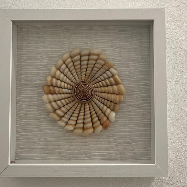 Framed Shell Art - Etsy
