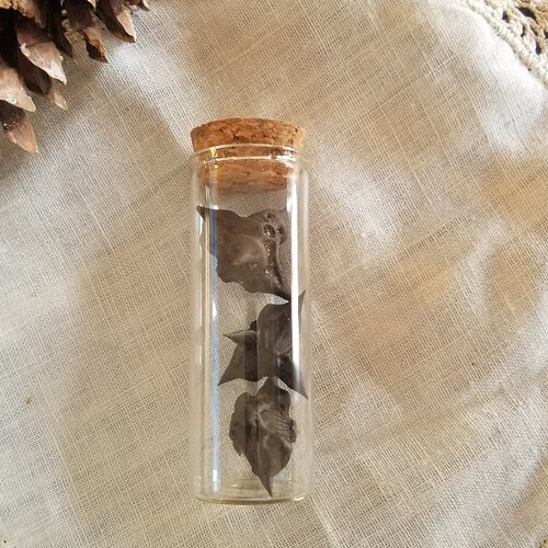 Devil's Claw Seed Pods - Etsy