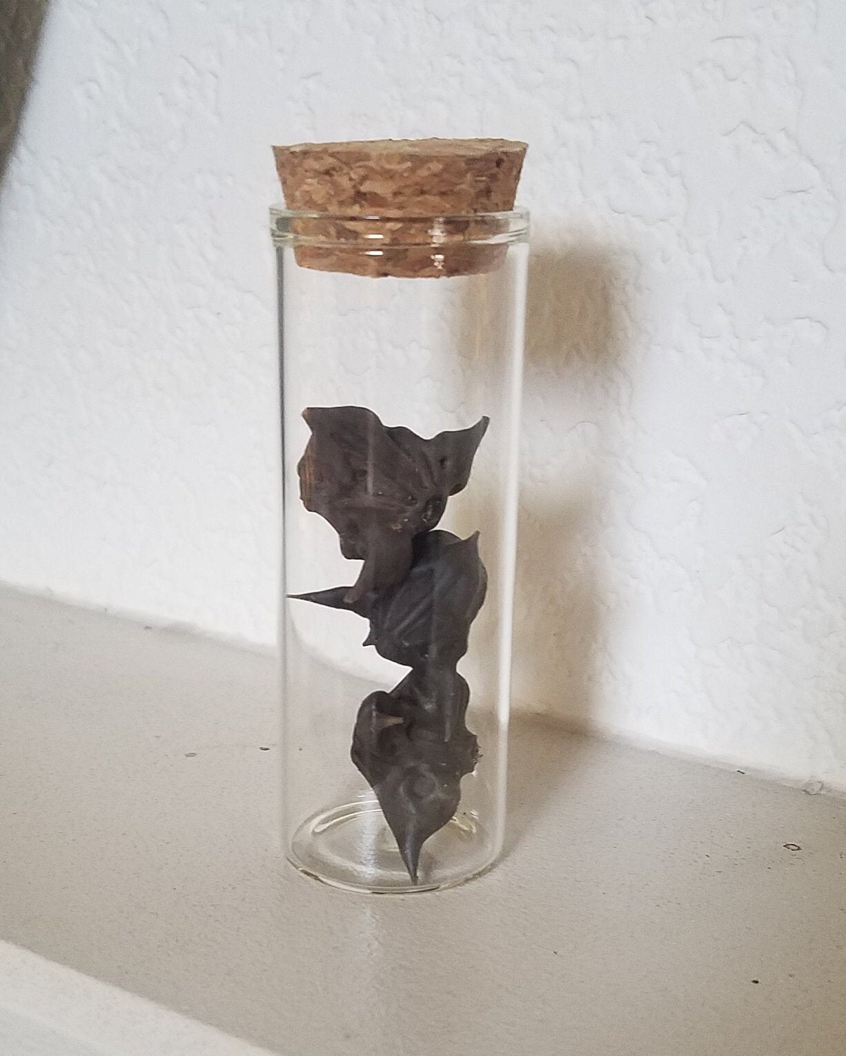 Devil's Pods / Bat Nuts / Seed Pods / Natural Curio / | Etsy