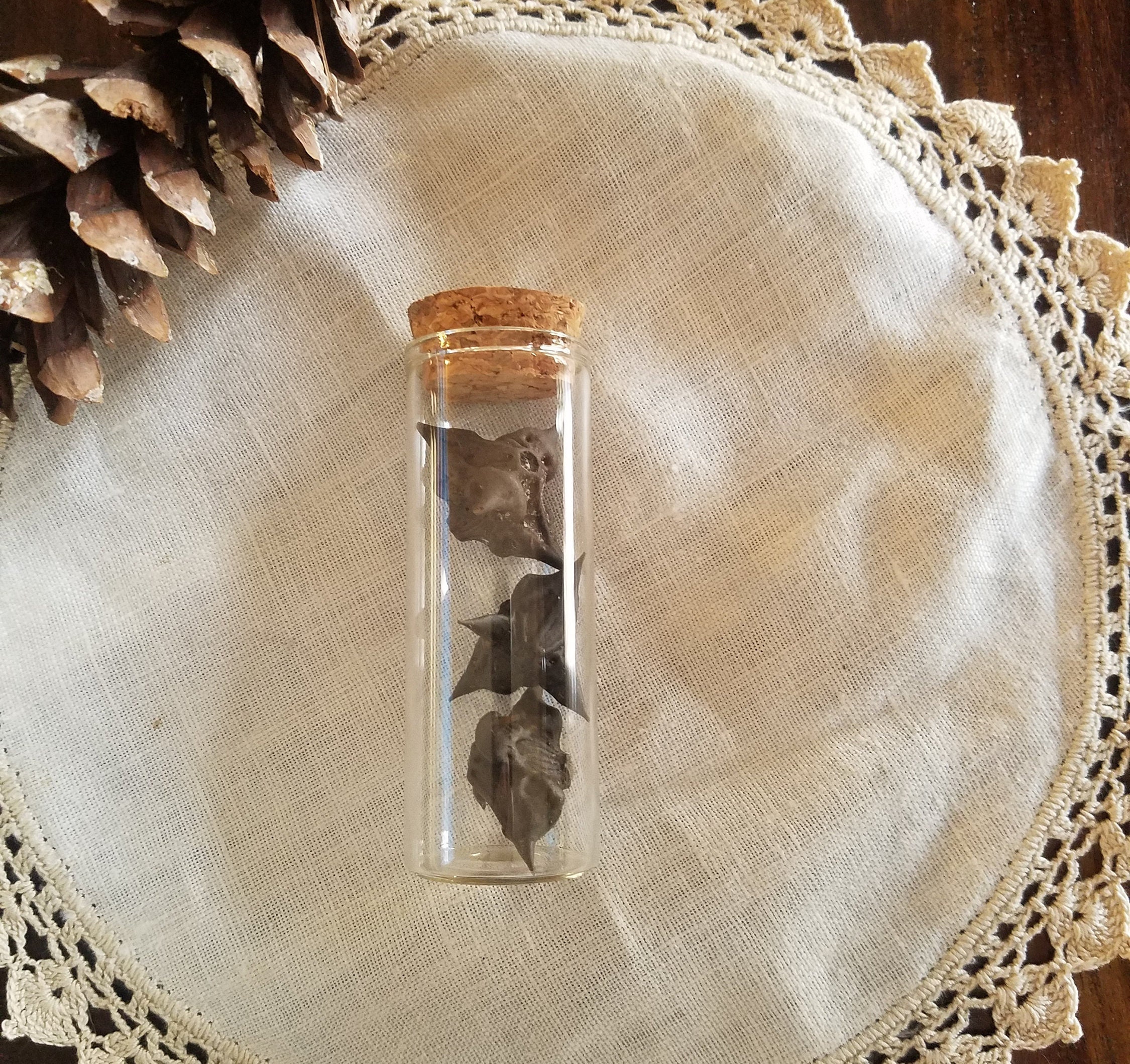 Devil's Pods / Bat Nuts / Seed Pods / Natural Curio / | Etsy