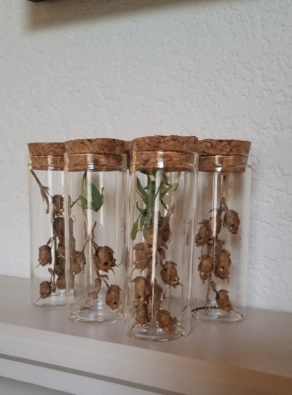 Snapdragon Skulls / Natural Seed Pod / Cabinet of Curiosities - Etsy