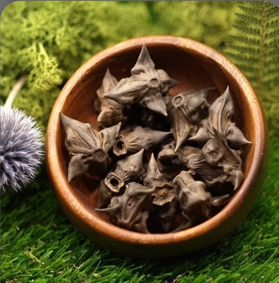 Devil's Pods / Bat Nuts / Seed Pods / Natural Curio / Cabinet of ...