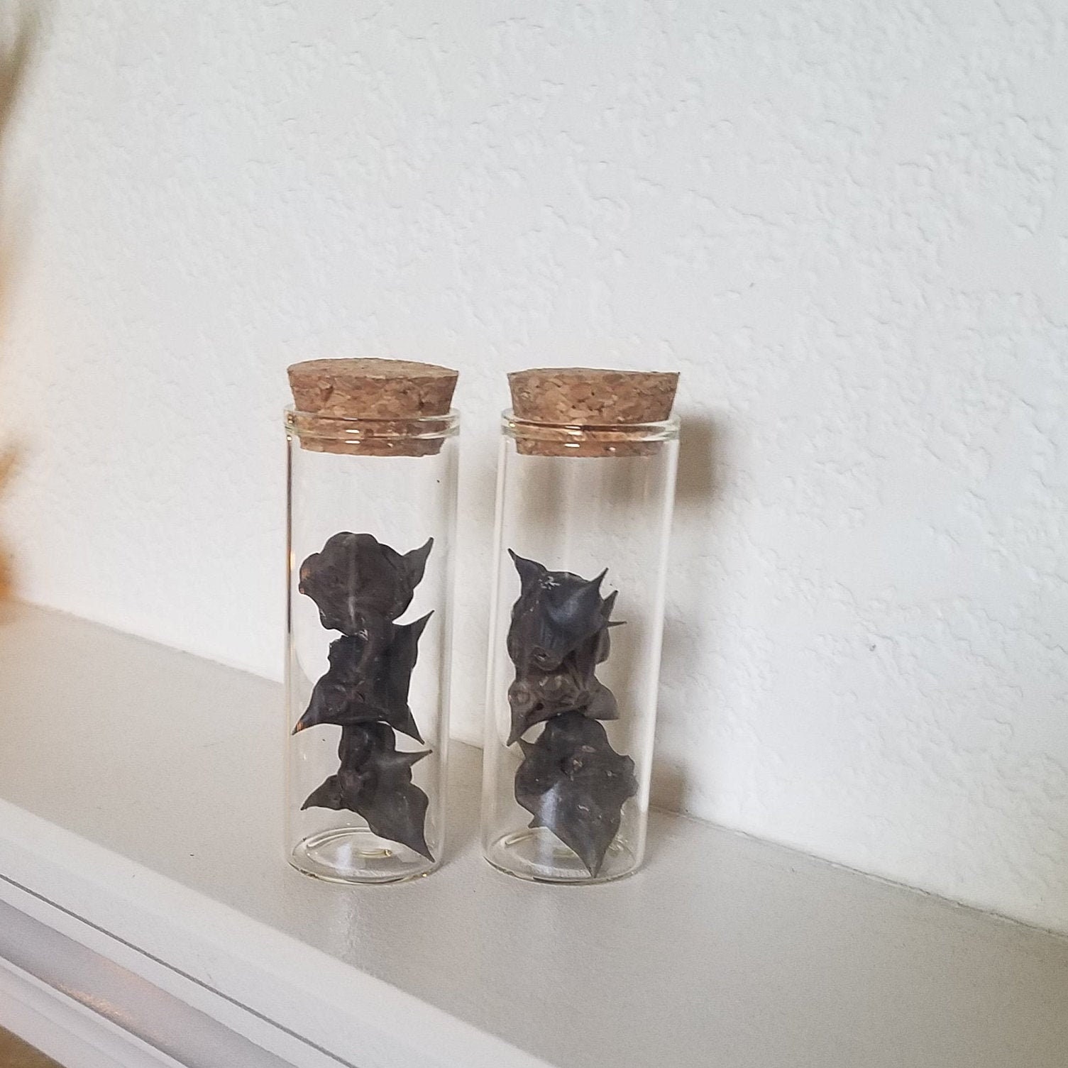 Devil's Pods / Bat Nuts / Seed Pods / Natural Curio / | Etsy