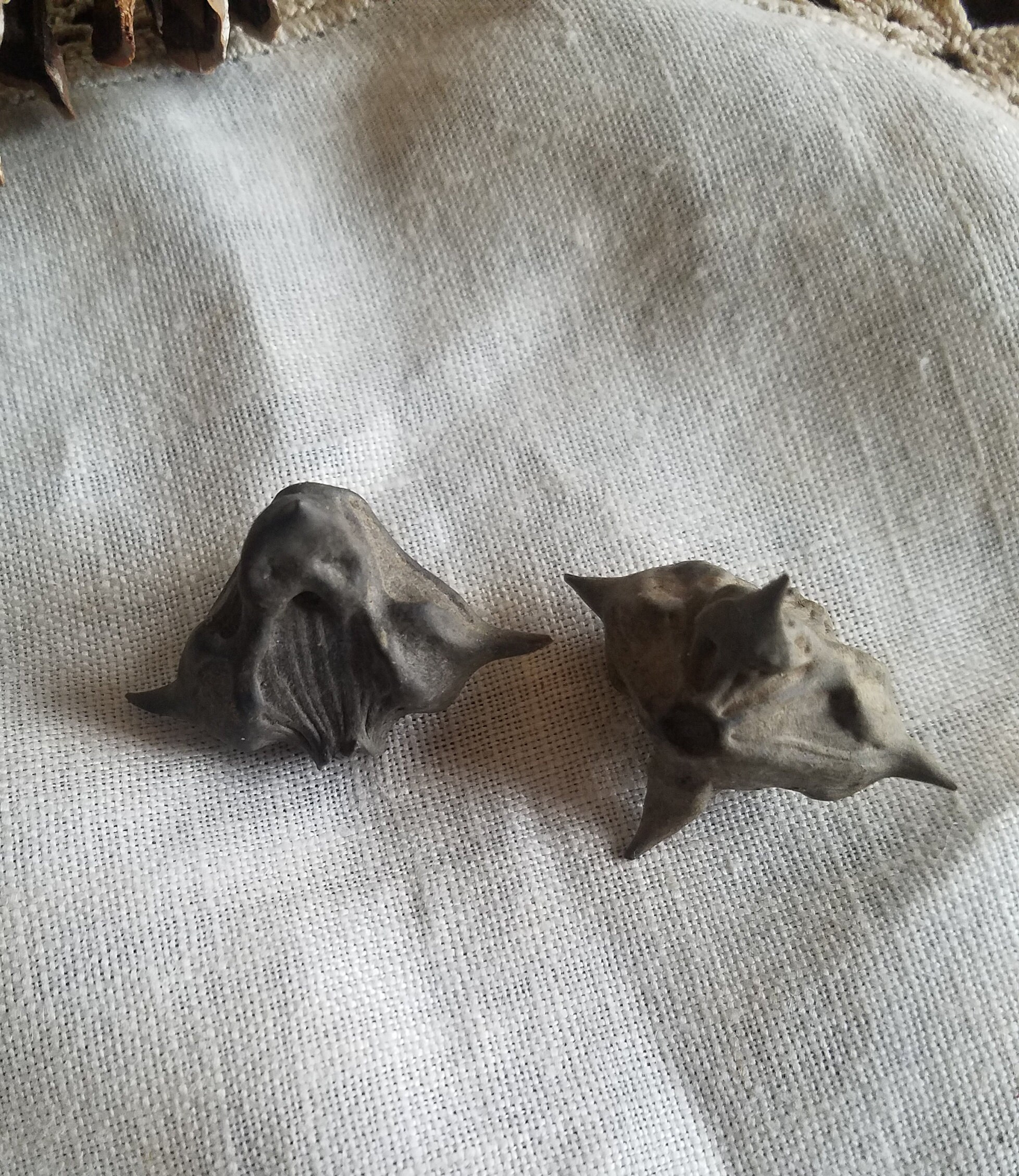 Devil's Pods / Bat Nuts / Seed Pods / Natural Curio / | Etsy