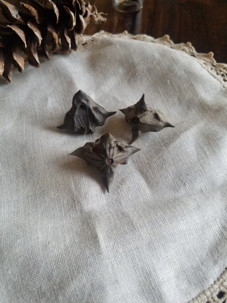 Devil's Pods / Bat Nuts / Seed Pods / Natural Curio / - Etsy