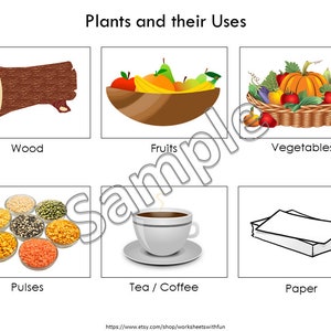 Parts of a Plant, Types of Plant Busy Book, Plant Unit Printable ...