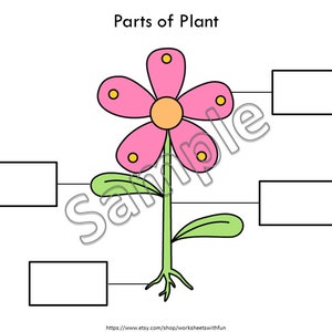 Parts of a Plant, Types of Plant Busy Book, Plant Unit Printable ...