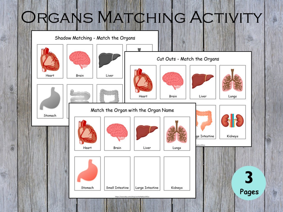 Human Organs Matching Activity For Preschoolers, Kindergarten and ...