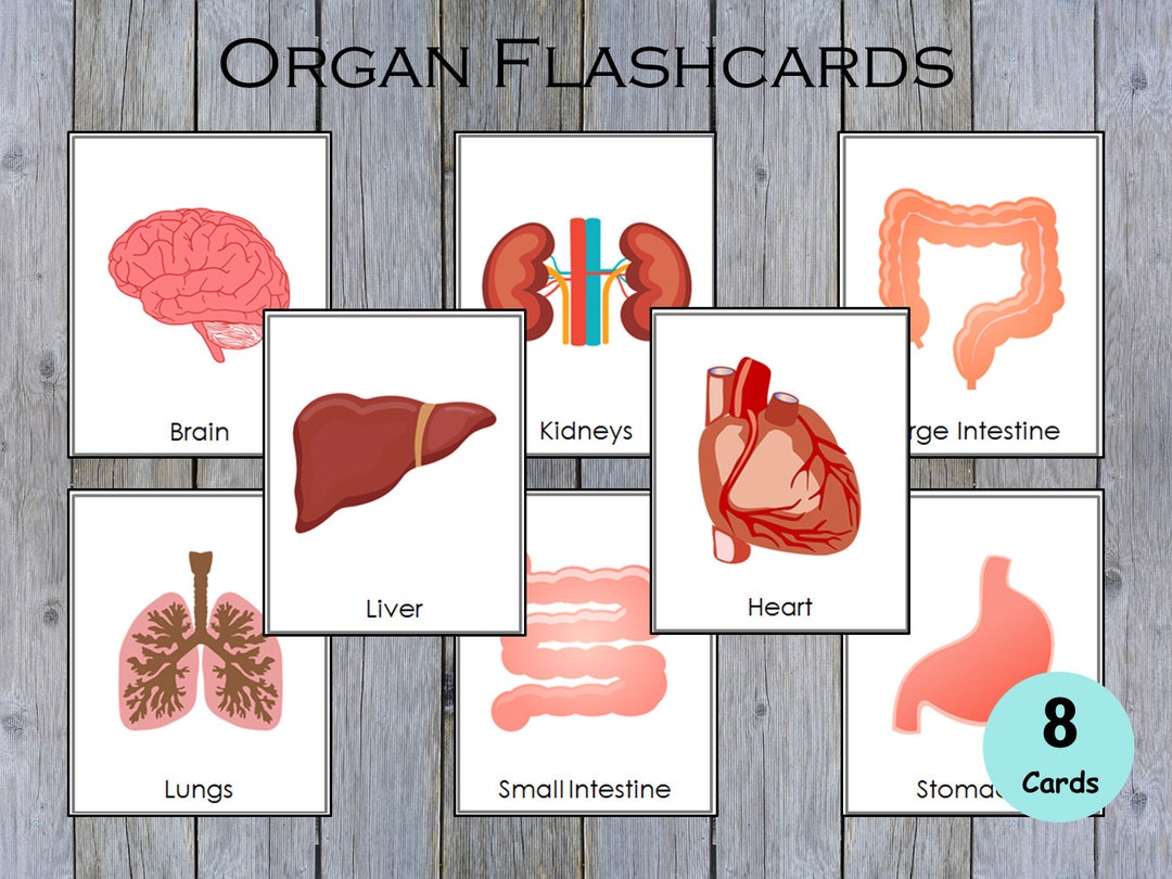 Organs Flashcards Printable Human Organs Flashcards Set For - Etsy Portugal
