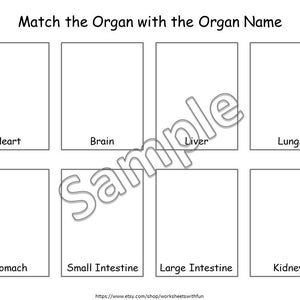 Human Organs Matching Activity: Preschool Learning Printable (PDF) - Etsy