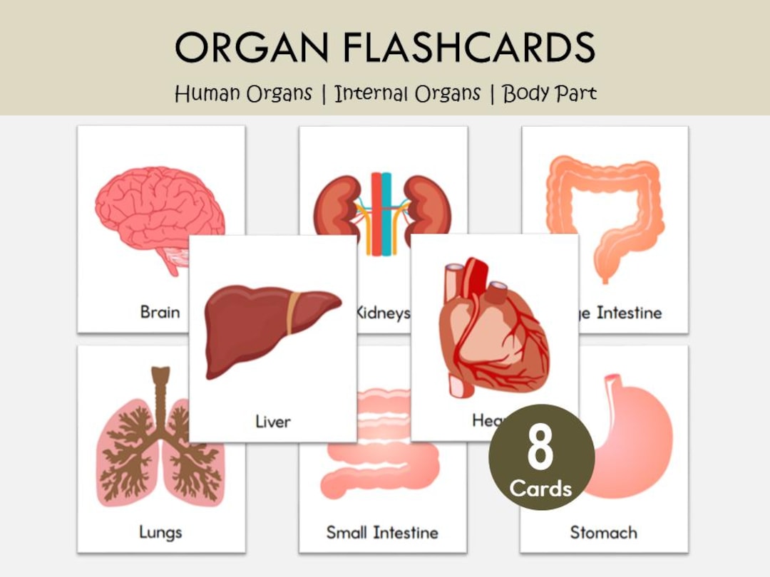 Human Organs Flashcards Printable | Anatomy Cards for Kids | Science ...