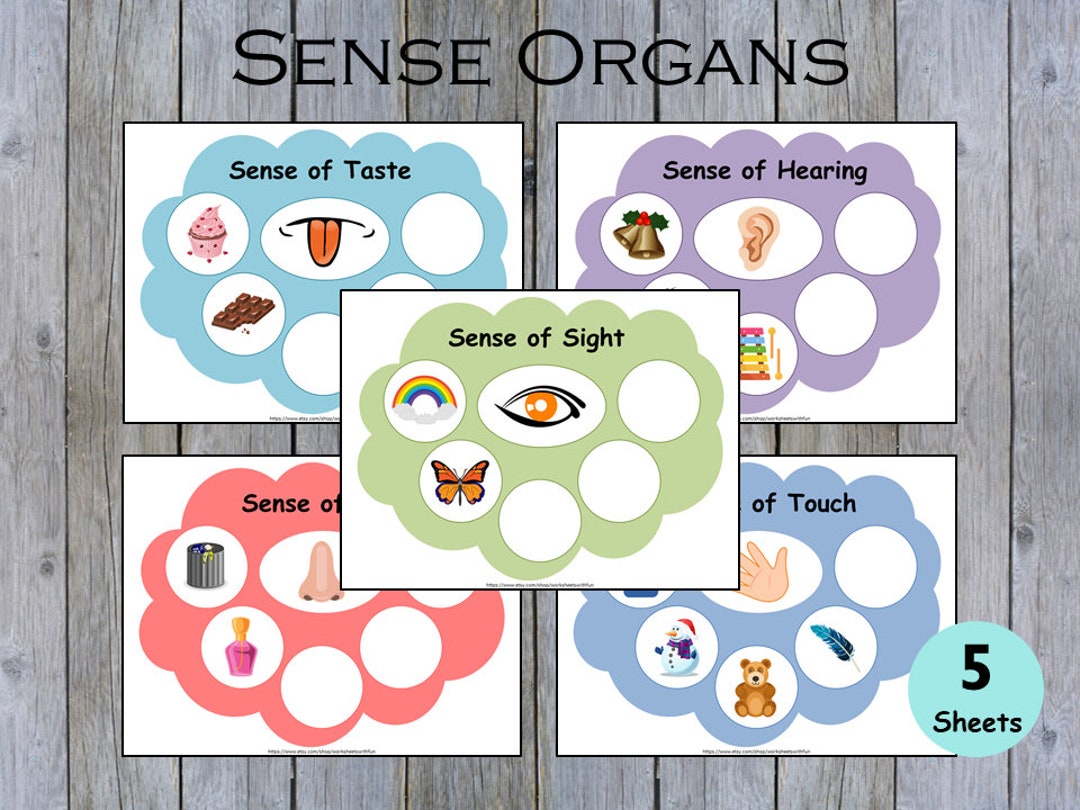 Five Senses Sorting Activity Printable Worksheets, Preschool Curriculum ...