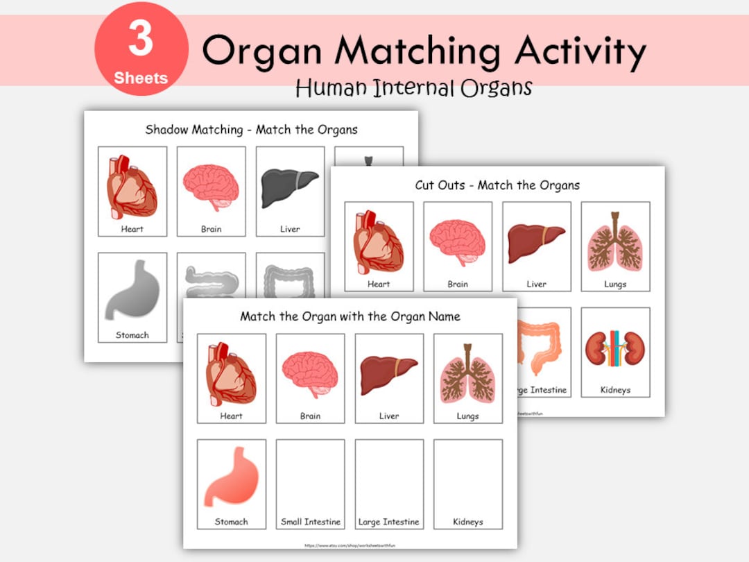 Human Organs Matching Activity: Preschool Learning Printable (PDF) - Etsy