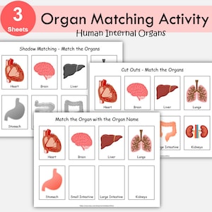 Human Organs Matching Activity: Preschool Learning Printable (PDF) - Etsy