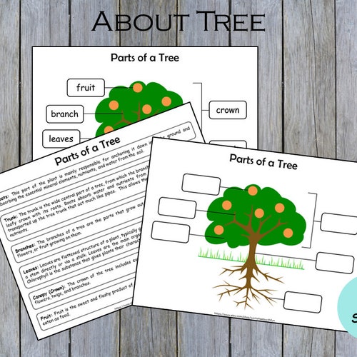 Parts of a Tree Basic Anatomy of a Tree Tree Unit Study - Etsy