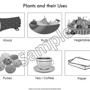 Parts of a Plant, Types of Plant Busy Book, Plant Unit Printable ...