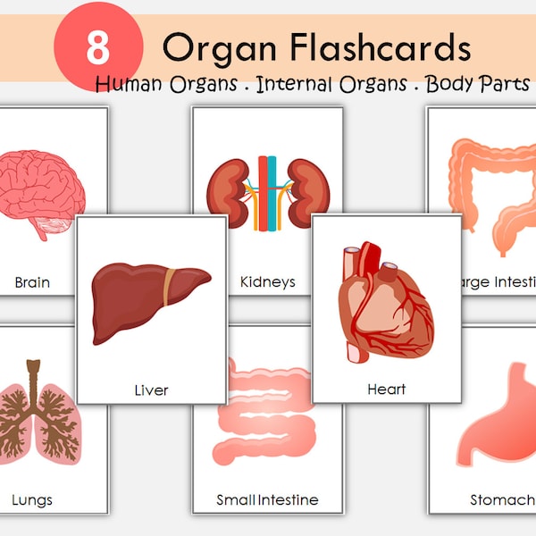 Cartoon Body Organs - Etsy