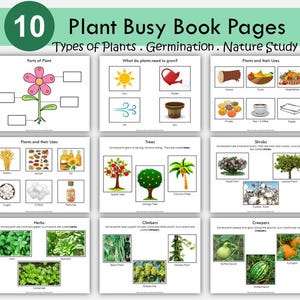 Parts of a Plant, Types of Plant Busy Book, Plant Unit Printable ...