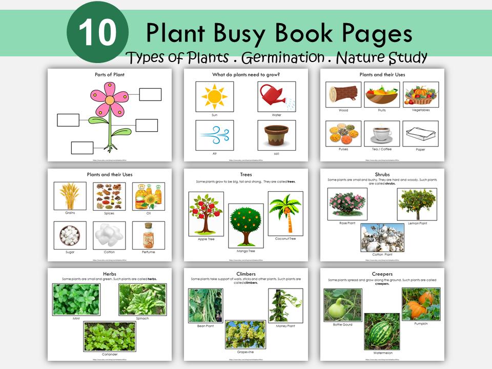 Plant Busy Book Printable, Homeschool Learning (PDF Download) - Etsy