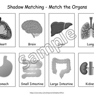 Human Organs Matching Activity: Preschool Learning Printable (PDF) - Etsy