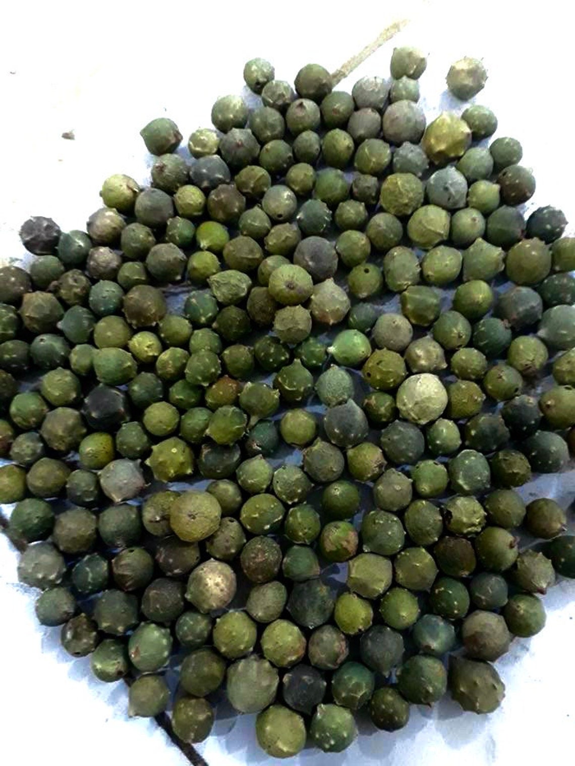 2.2 Lbs (1 Kg) Organic Aleppo Oak Gallnuts for Natural Dyeing, Ink ...