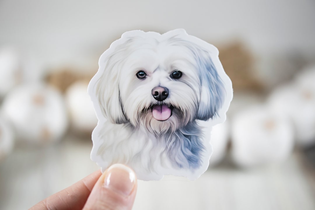 White Maltese Decal, Animal Lover Sticker, Dog Sticker, Nature Label ...