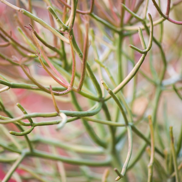 Pencil Cactus - Etsy