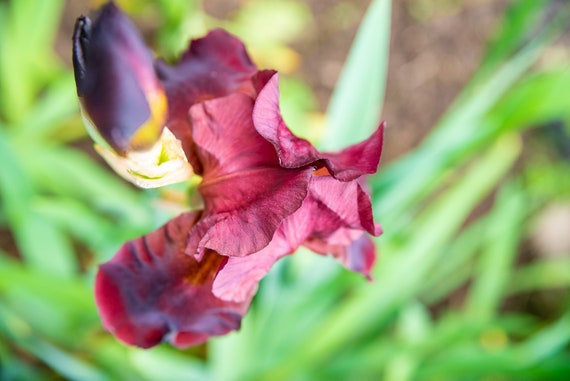 Rust Bearded Iris | Etsy