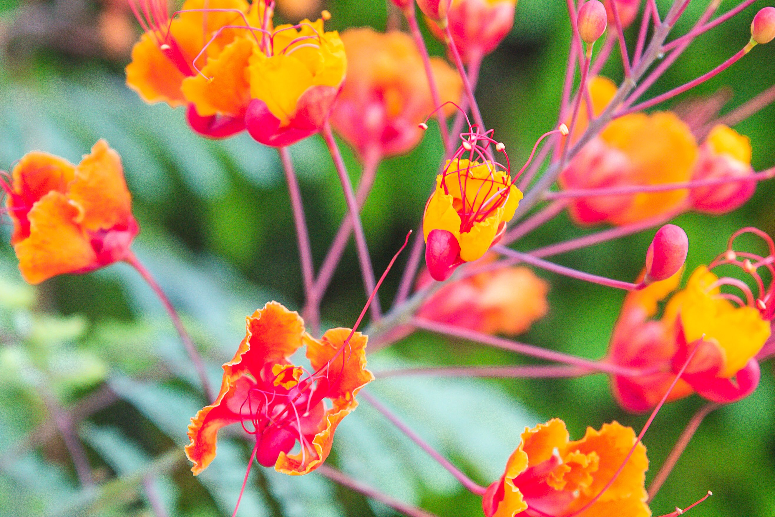 Red Bird of Paradise - Etsy