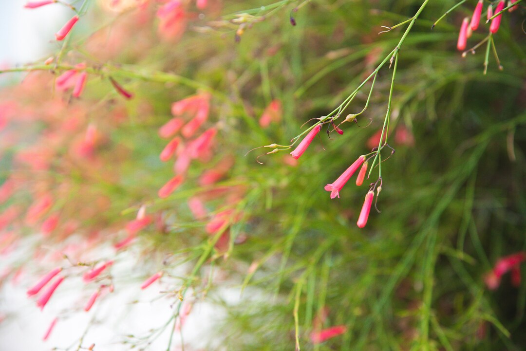 Fountain Bush - Etsy