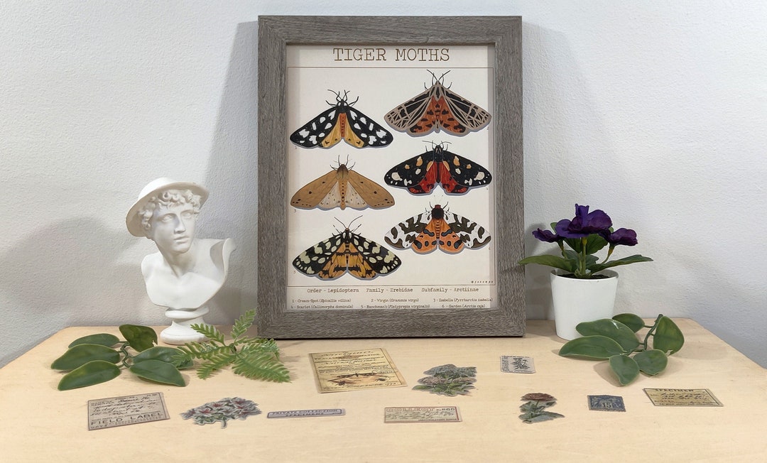 Tiger Moths Poster - Vintage Inspired Natural History Illustration - Etsy