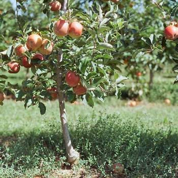 Red Apple Tree - Etsy