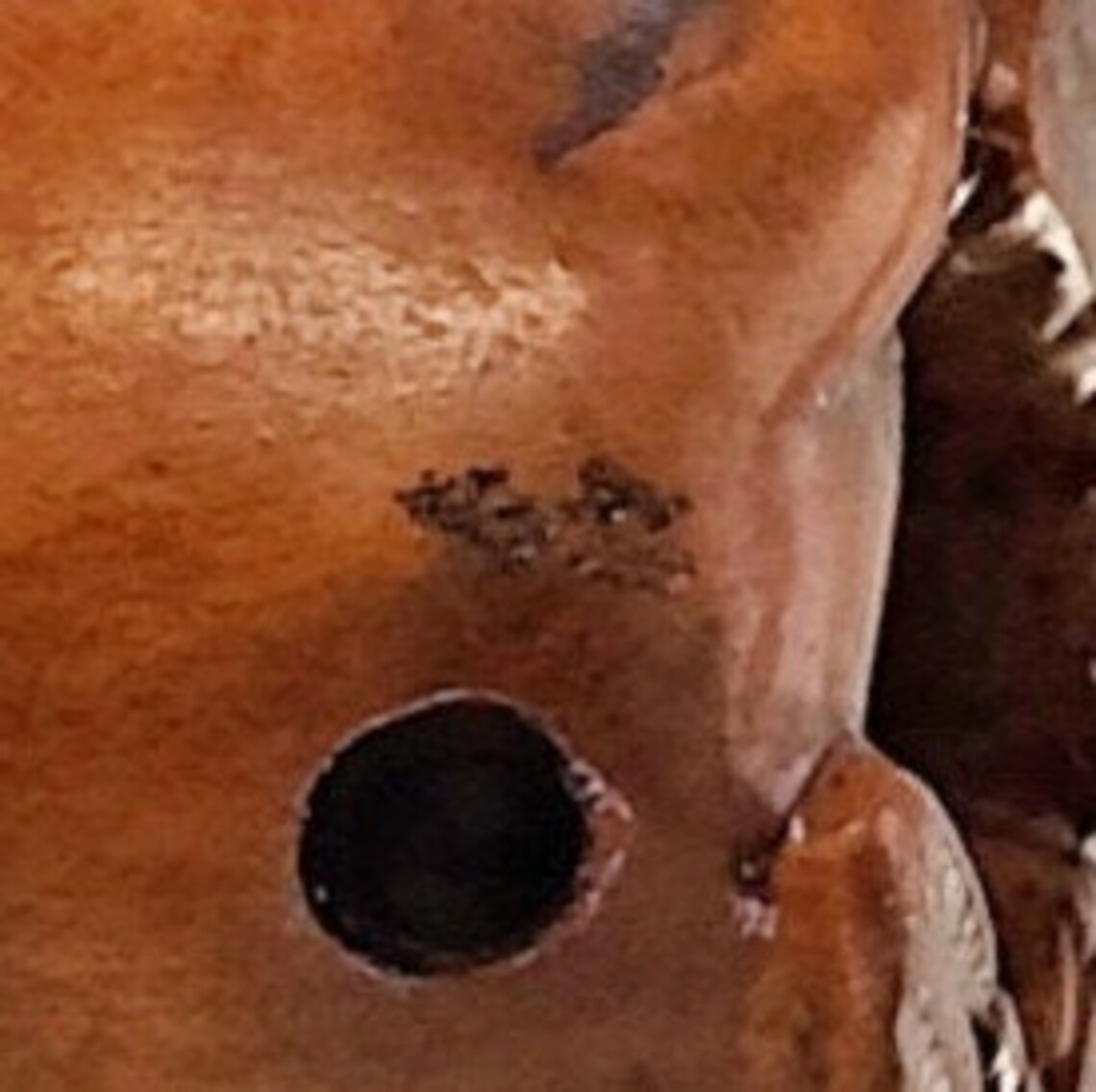 Netsuke Cat Sitting and Waiting for You, Rare Find, Collectable ...