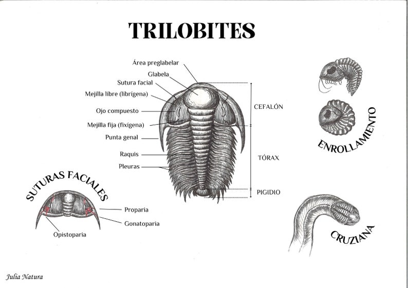 Trilobite Anatomy - Etsy
