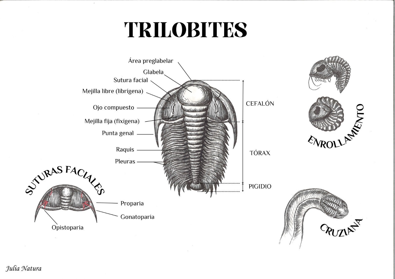Trilobite Anatomy - Etsy