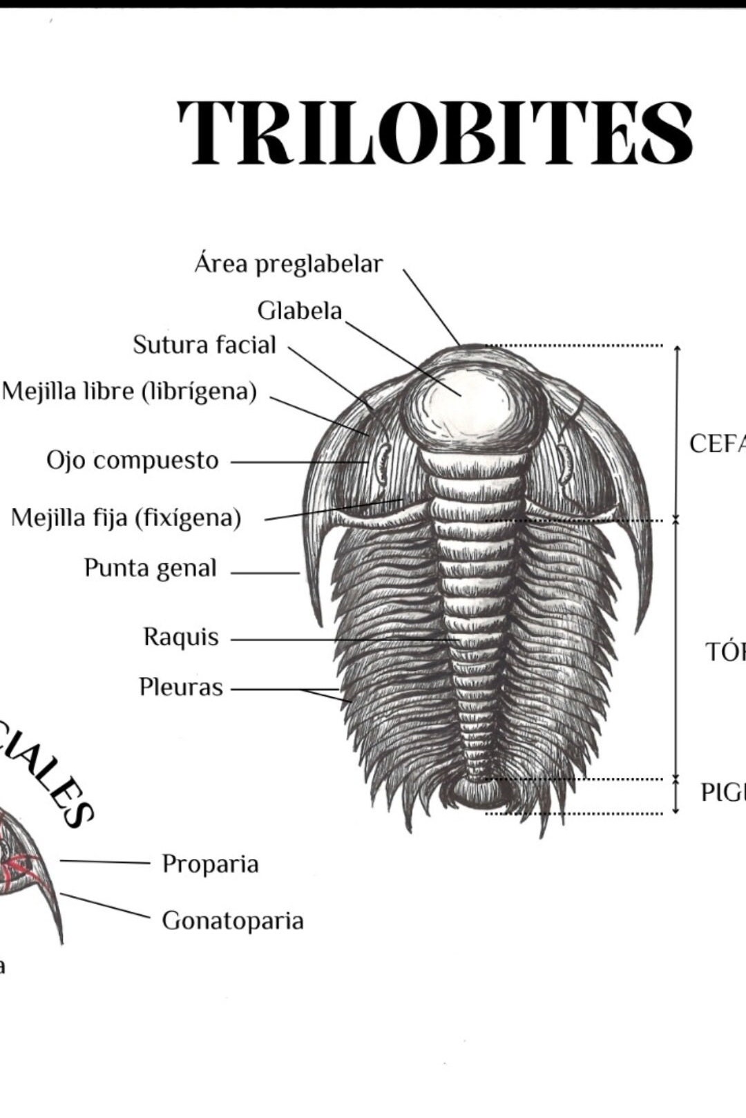 Trilobite Anatomy - Etsy